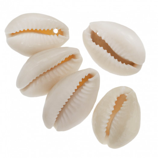 Dreambeads Online | Schelpkralen online kopen!