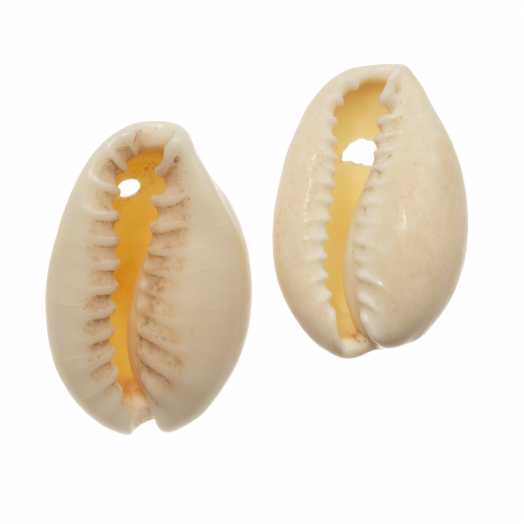 Kauri schelpjes en schelp kralen online kopen!